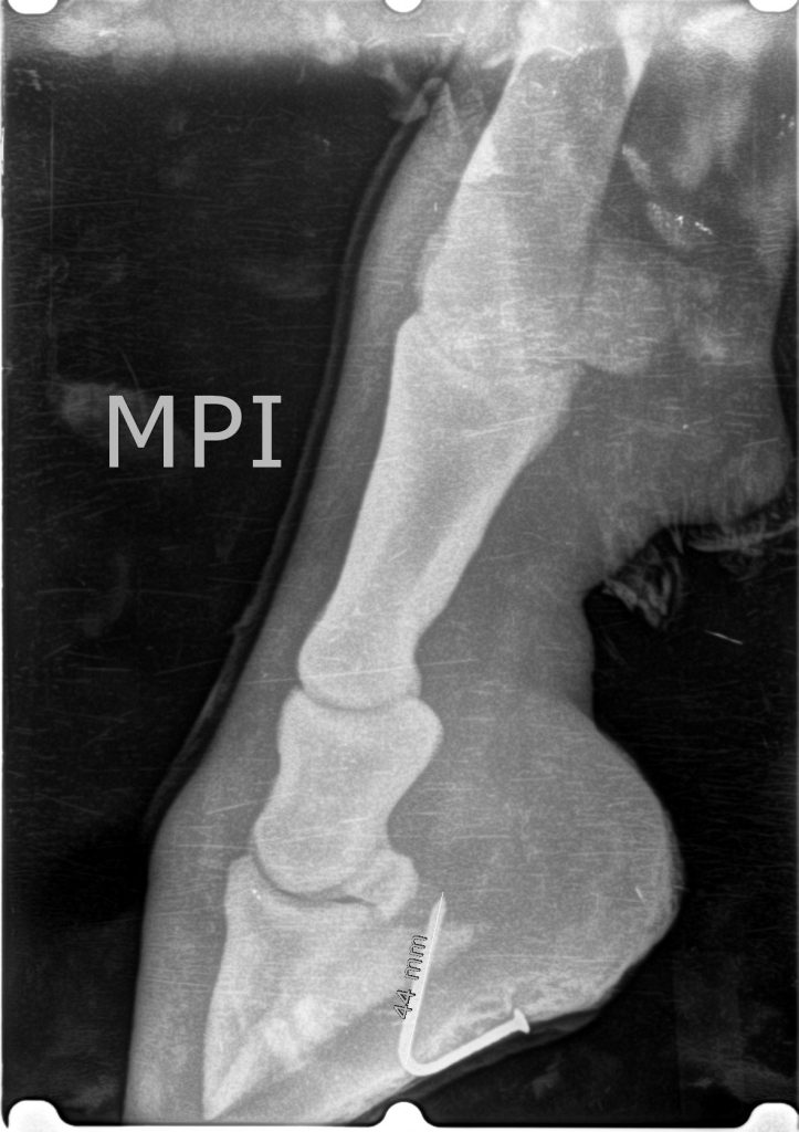 Qué hacer si vemos un clavo clavado en la suela de nuestro caballo ...